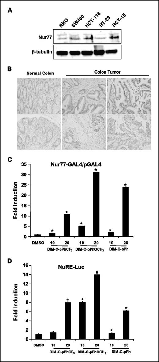 Nur77 Agonists Induce Proapoptotic Genes and Responses in Colon Cancer ...