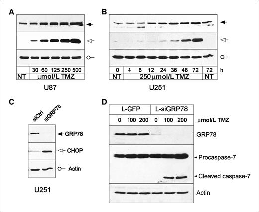 The Unfolded Protein Response Regulator GRP78/BiP as a Novel Target for ...