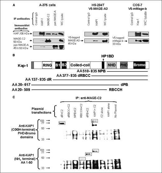 MAGE-A, mMage-b, and MAGE-C Proteins Form Complexes with KAP1 and ...