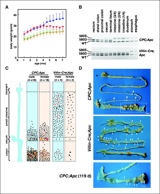 Mouse Model of Colonic Adenoma-Carcinoma Progression Based on Somatic ...