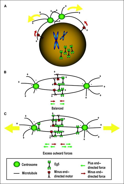 Overexpression of Eg5 Causes Genomic Instability and Tumor Formation in ...