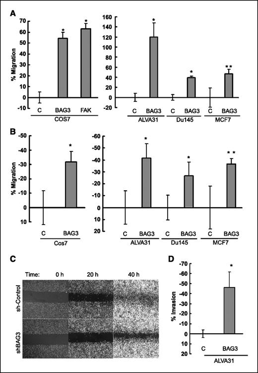 BAG3 Regulates Motility and Adhesion of Epithelial Cancer Cells ...