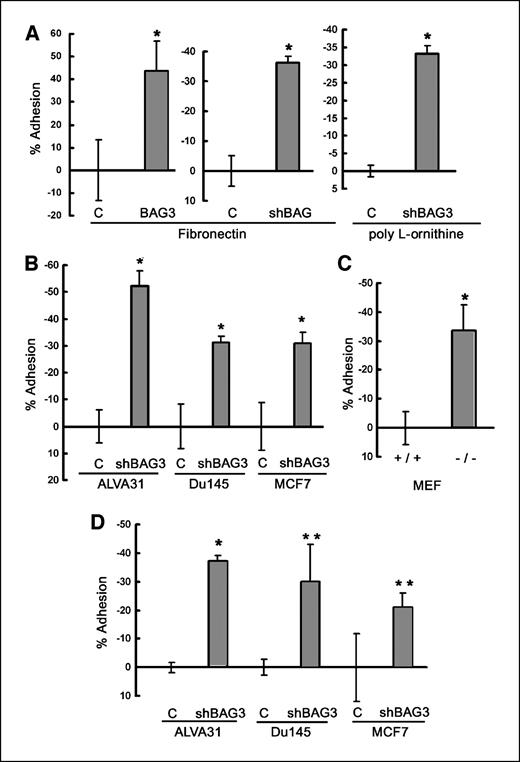 BAG3 Regulates Motility and Adhesion of Epithelial Cancer Cells ...