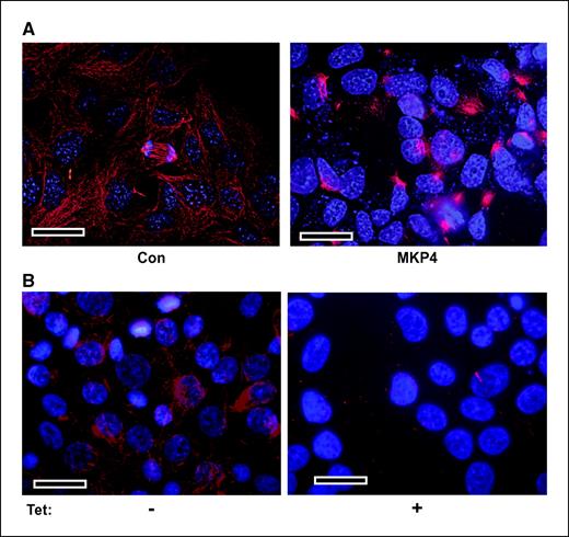 Microtubule Disruption and Tumor Suppression by Mitogen-Activated ...