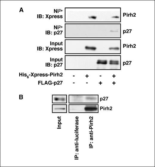 Pirh2 Promotes Ubiquitin-Dependent Degradation of the Cyclin-Dependent ...
