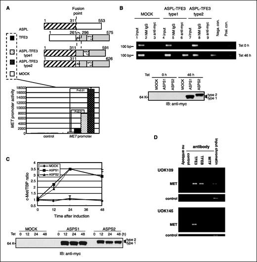 TFE3 Fusions Activate MET Signaling by Transcriptional Up-regulation ...