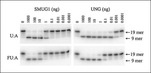 5-Fluorouracil Incorporated into DNA Is Excised by the Smug1 DNA ...