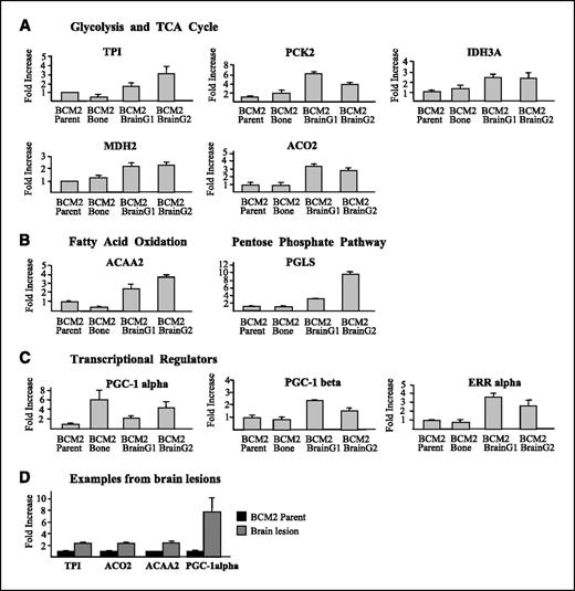 Adaptation of Energy Metabolism in Breast Cancer Brain Metastases ...