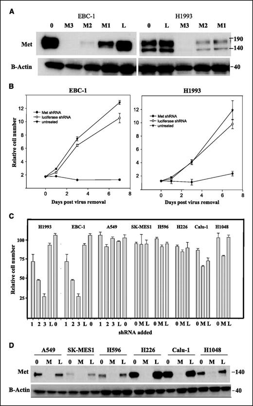 Lung Cancer Cell Lines Harboring MET Gene Amplification Are Dependent ...