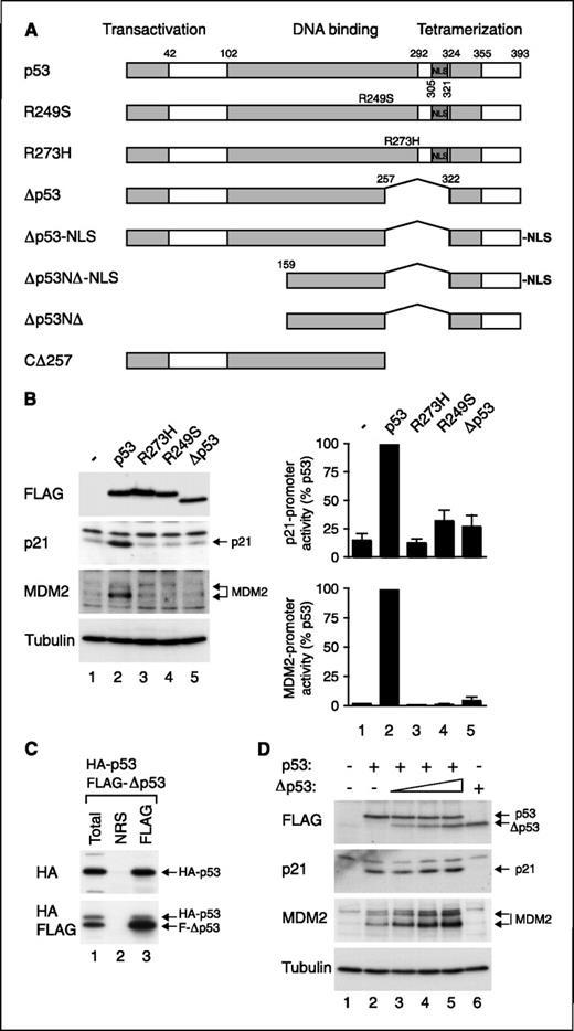 The p53 Isoform Δp53 Lacks Intrinsic Transcriptional Activity and ...