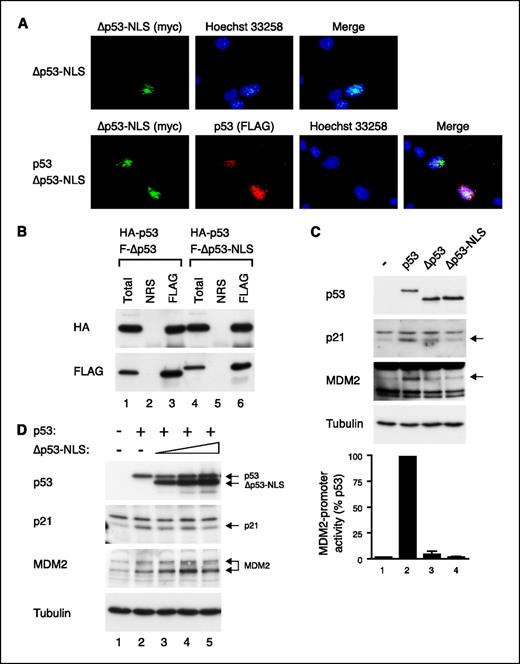 The p53 Isoform Δp53 Lacks Intrinsic Transcriptional Activity and ...