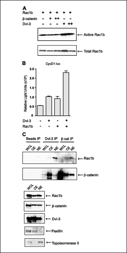 Activation of Tumor-Specific Splice Variant Rac1b by Dishevelled ...