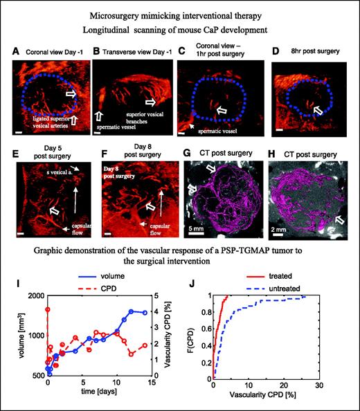 Functional Neoangiogenesis Imaging of Genetically Engineered Mouse ...