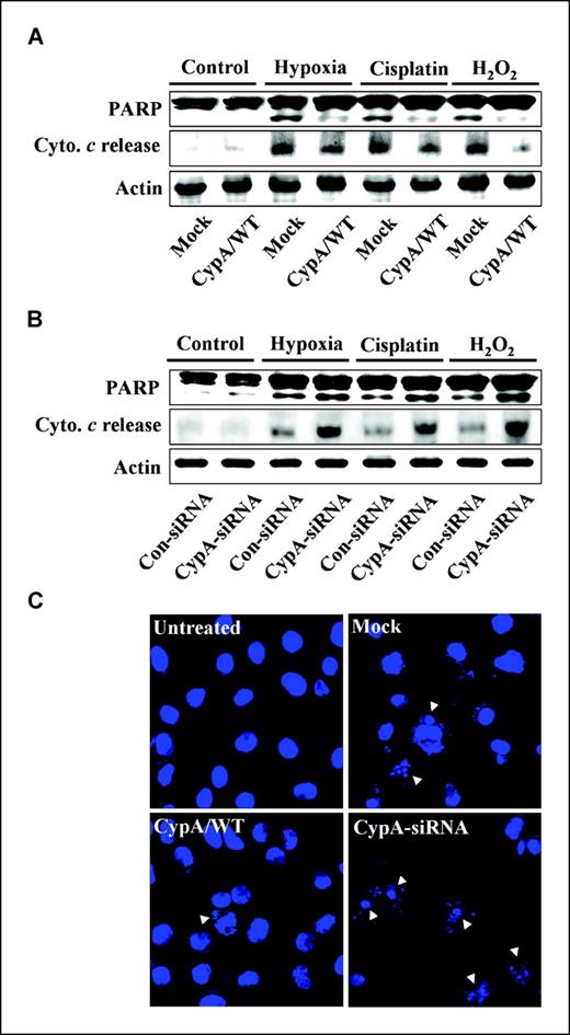 Overexpressed Cyclophilin A in Cancer Cells Renders Resistance to ...
