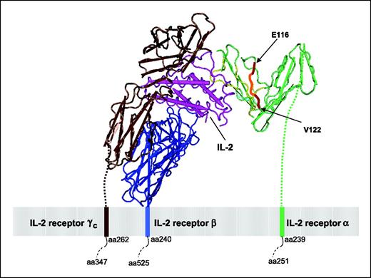 Identification of Their Epitope Reveals the Structural Basis for the ...