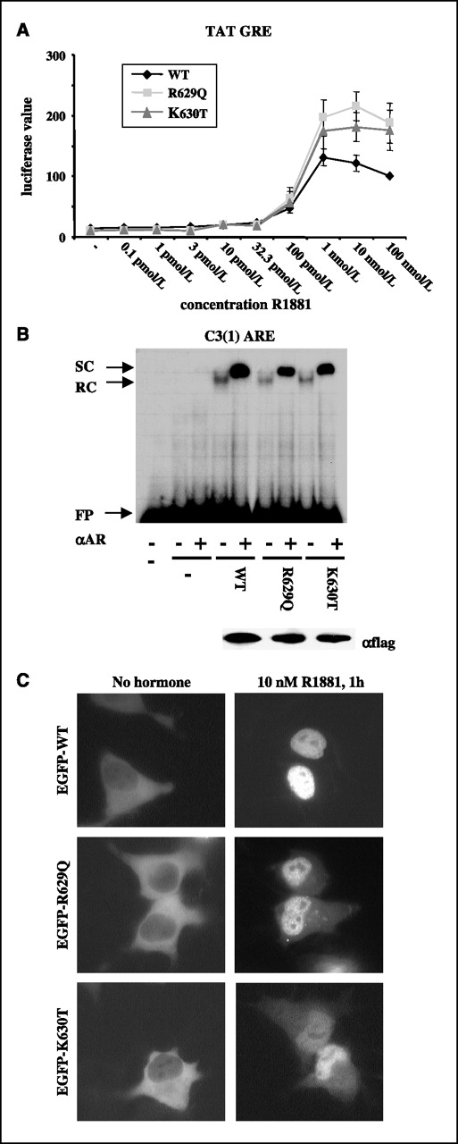 The Hinge Region Regulates DNA Binding, Nuclear Translocation, and ...