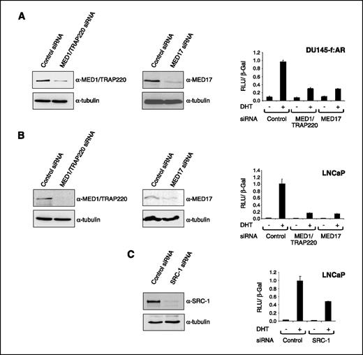 A Coregulatory Role for the Mediator Complex in Prostate Cancer Cell ...