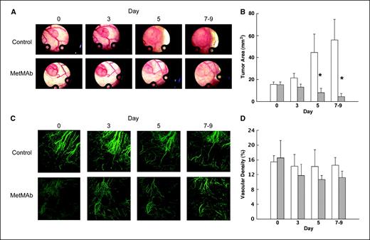 MetMAb, the One-Armed 5D5 Anti-c-Met Antibody, Inhibits Orthotopic ...