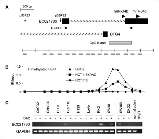 Epigenetic Silencing of MicroRNA-34b/c and B-Cell Translocation Gene 4 ...