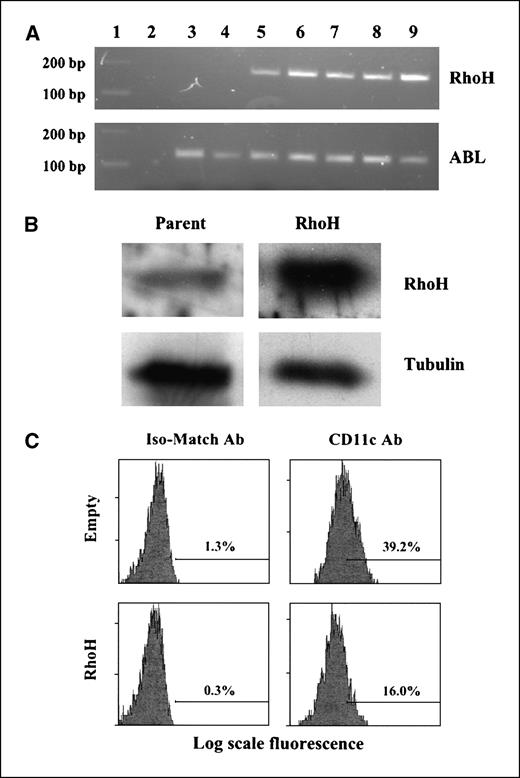Underexpression of RhoH in Hairy Cell Leukemia | Cancer Research ...