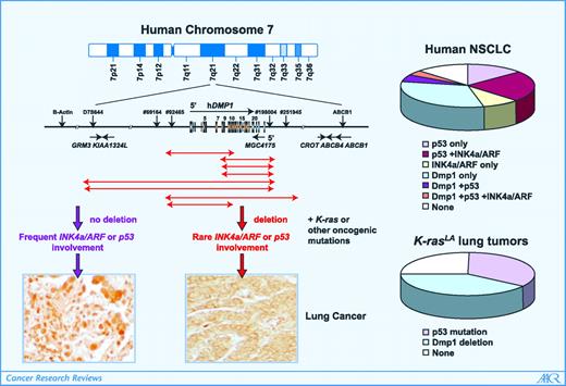 Emerging Roles of DMP1 in Lung Cancer | Cancer Research | American ...