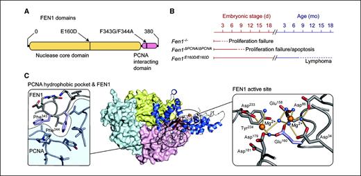 Early-Onset Lymphoma and Extensive Embryonic Apoptosis in Two Domain ...
