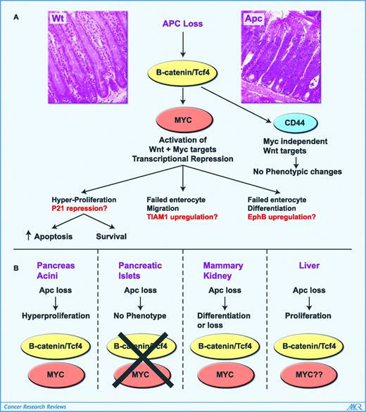 C-Myc Is a Critical Mediator of the Phenotypes of Apc Loss in the ...