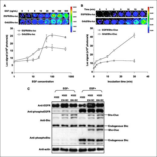 Noninvasive Imaging and Quantification of Epidermal Growth Factor ...