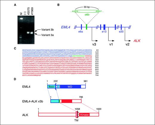 Identification of Novel Isoforms of the EML4-ALK Transforming Gene in ...