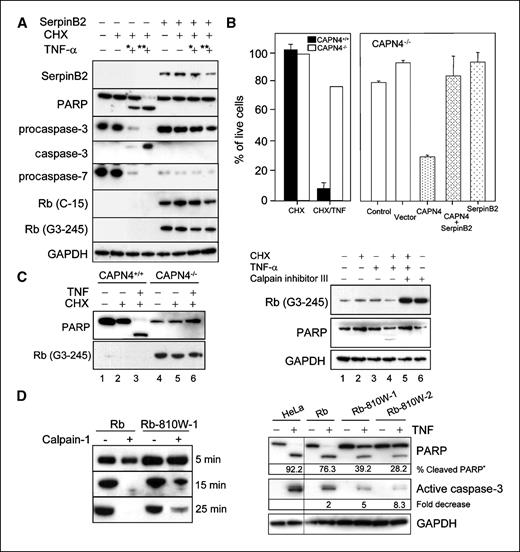 SerpinB2 Protection of Retinoblastoma Protein from Calpain Enhances ...