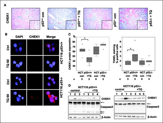 Thymoquinone Triggers Inactivation of the Stress Response Pathway ...