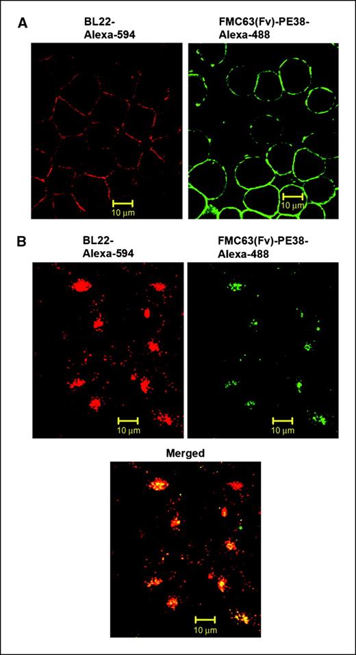 Differential Cellular Internalization of Anti-CD19 and -CD22 ...
