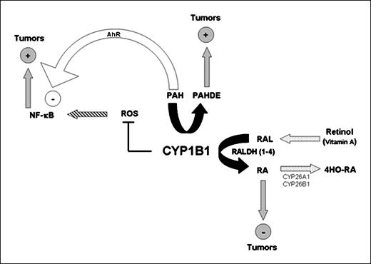 Cyp1b1 Exerts Opposing Effects on Intestinal Tumorigenesis via ...