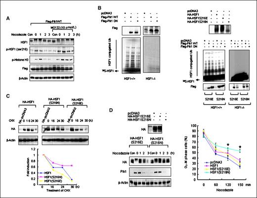HSF1 as a Mitotic Regulator: Phosphorylation of HSF1 by Plk1 Is ...