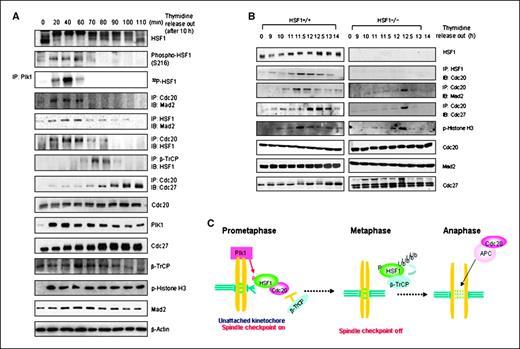 HSF1 as a Mitotic Regulator: Phosphorylation of HSF1 by Plk1 Is ...