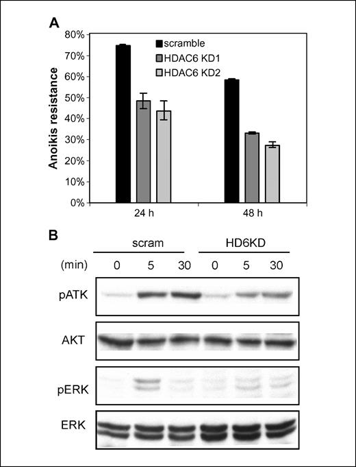 The Cytoplasmic Deacetylase HDAC6 Is Required for Efficient Oncogenic ...