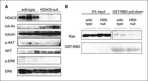 The Cytoplasmic Deacetylase HDAC6 Is Required for Efficient Oncogenic ...