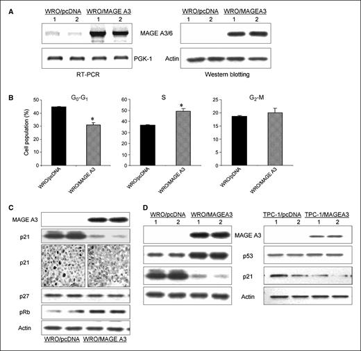 The Melanoma-Associated Antigen A3 Mediates Fibronectin-Controlled ...