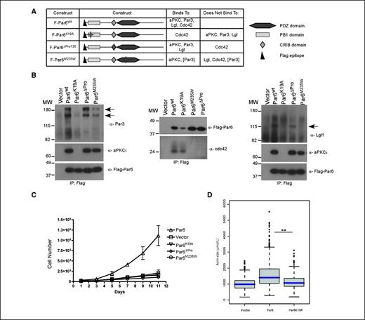 The Polarity Protein Par6 Induces Cell Proliferation and Is ...
