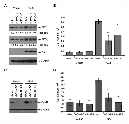 The Polarity Protein Par6 Induces Cell Proliferation and Is ...