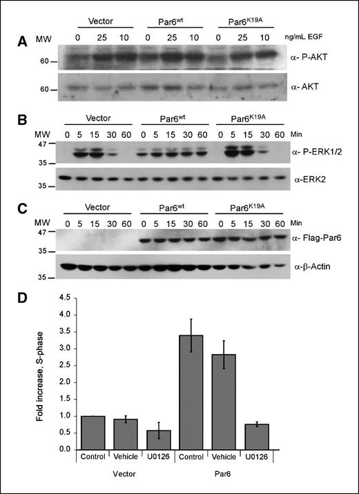 The Polarity Protein Par6 Induces Cell Proliferation and Is ...