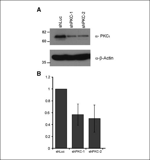 The Polarity Protein Par6 Induces Cell Proliferation and Is ...