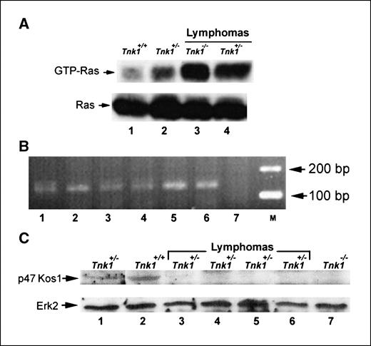Tnk1/Kos1 Knockout Mice Develop Spontaneous Tumors | Cancer Research ...