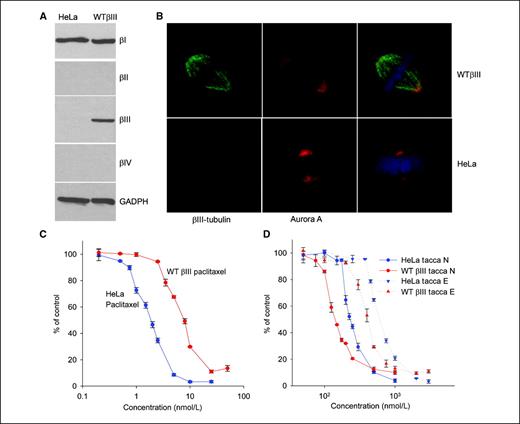 The Taccalonolides: Microtubule Stabilizers That Circumvent Clinically ...