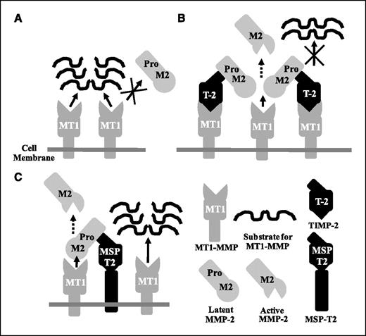 Activation of Matrix Metalloproteinase-2 (MMP-2) by Membrane Type 1 ...