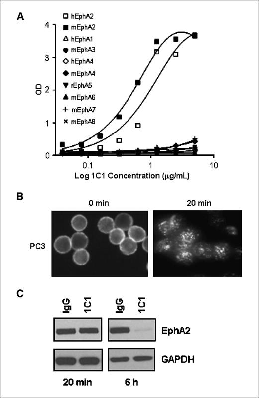 A Human Antibody–Drug Conjugate Targeting EphA2 Inhibits Tumor Growth ...