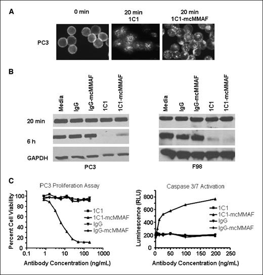 A Human Antibody–Drug Conjugate Targeting EphA2 Inhibits Tumor Growth ...