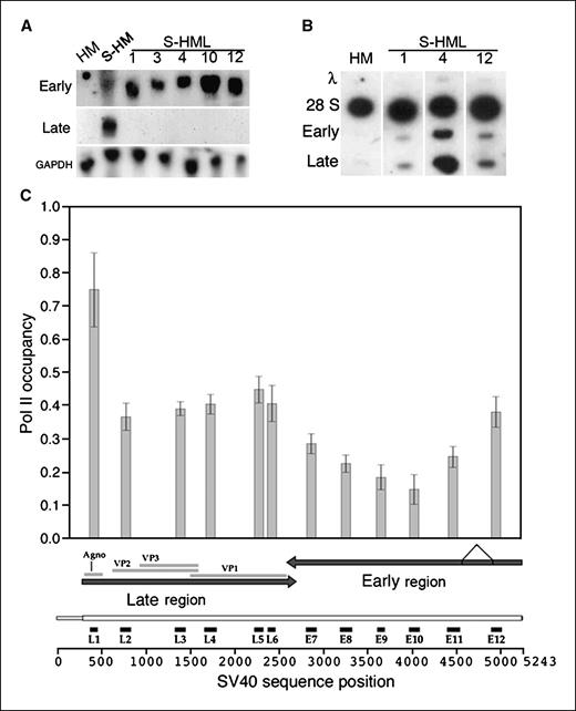 A Novel Mechanism of Late Gene Silencing Drives SV40 Transformation of ...