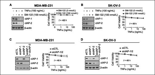 SM-164: A Novel, Bivalent Smac Mimetic That Induces Apoptosis and Tumor ...