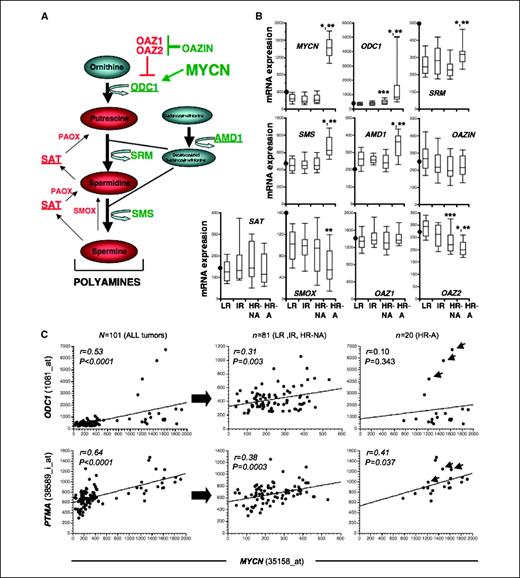 ODC1 Is a Critical Determinant of MYCN Oncogenesis and a Therapeutic ...